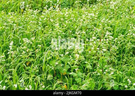 flower field, flowering buckwheat and forest far on the horizon ...