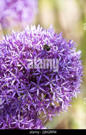 Purple alliums flowers with bee collecting honey Stock Photo - Alamy