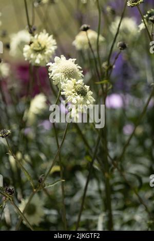 Cream Scabious Scabiosa Caucasica Stock Photo - Alamy