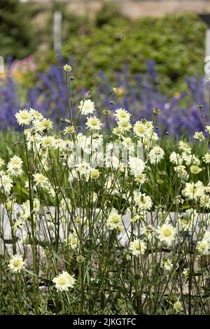 Cream Scabious Scabiosa Caucasica Stock Photo - Alamy