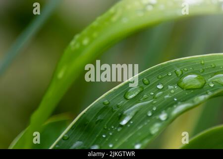 Close up of grass strain with raindrops. Green background for copy ...