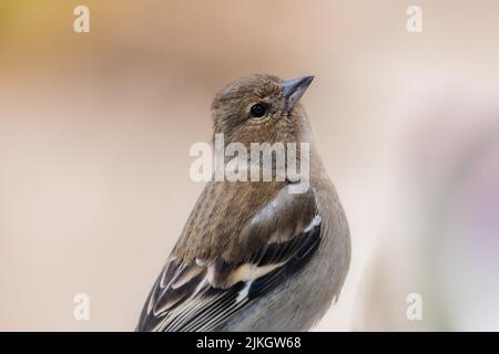 A shallow focus shot of a female common chaffinch (Fringilla coelebs ...