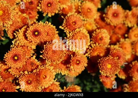 Closeup of beautiful Mum or Chrysanthemum flowers blooming in the ...