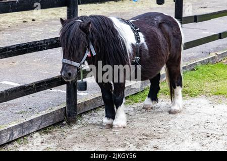 Pony at Ekeberg Oslo Norway Stock Photo - Alamy