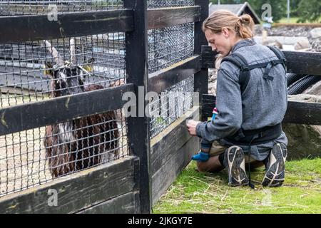 Goat at Ekeberg Oslo Norway Stock Photo - Alamy