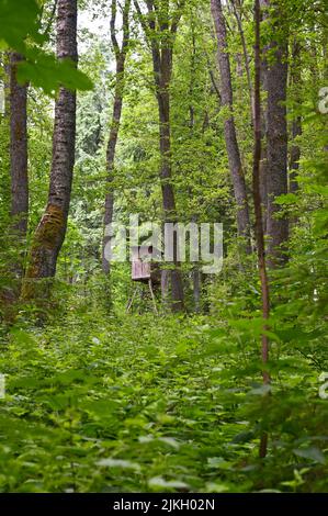 Vertical shot of a forest with dense green trees against a background with hills at sunrise ...