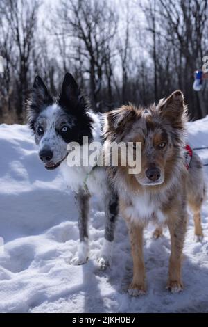 A vertical shot of Australian shepherd dog sitting on grass and tongue ...