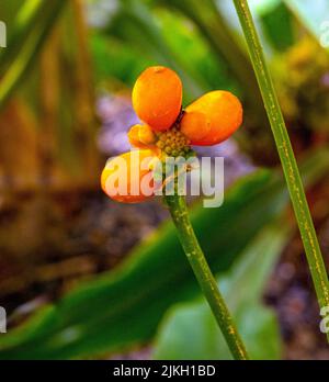 Nephthytis afzelii. Nephthytis a species of flowering plants in the ...