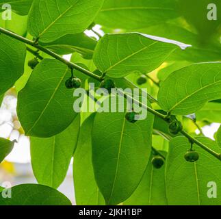 Phyllanthus. Green grass called Carry me seed, has small green leaves ...
