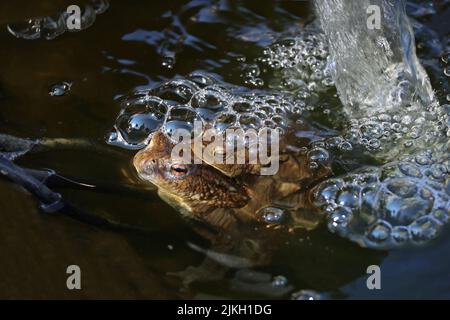 Toads in the breeding season in a pond Stock Photo - Alamy