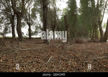 A rural brown forest with fallen twigs and branches Stock Photo - Alamy