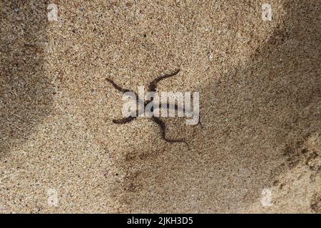 Ophiocomina nigra, commonly known as the black brittle star or black ...