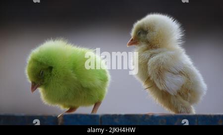 Cute fluffy baby chickens on white background. Farm animals Stock Photo ...