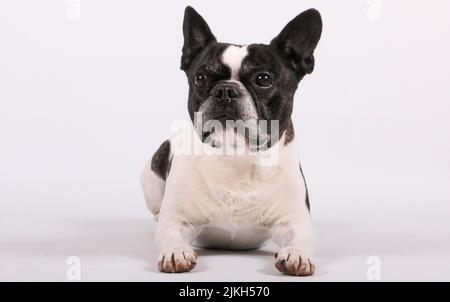 A closeup of a white French Bulldog against the black background, a ...