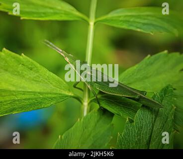 Oriental longheaded locust (Acrida cinerea Stock Photo - Alamy