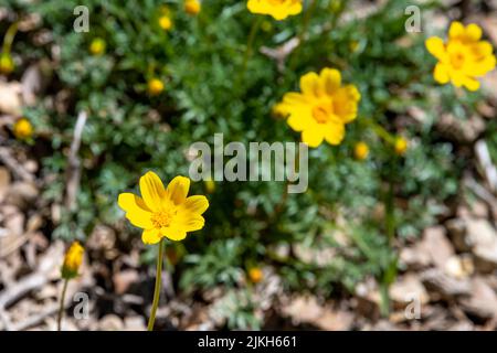 A closeup shot of a yellow wildflower in a field against a blurred ...