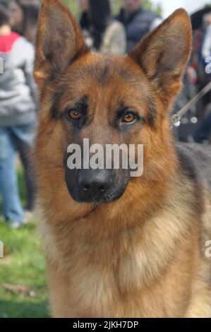 A vertical shot of a fluffy brown dog looking up at a hand holding a ...
