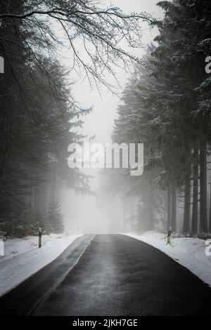 Grayscale shot of the winter park. Trees reflect on the water surface ...