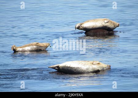 A closeup of harbor seals swimming in water by the coast Stock Photo ...