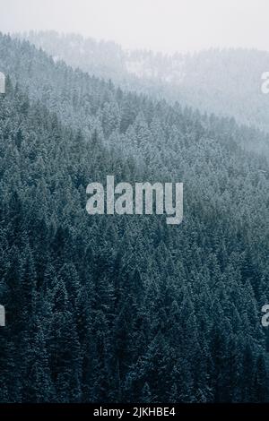 A vertical shot of a dark coniferous forest on a foggy day Stock Photo ...