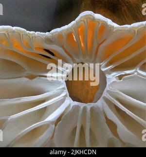 Seashell With Holes Stock Photo - Alamy