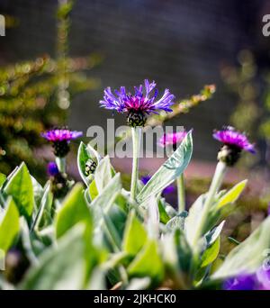 Closeup shot of purple flowers in a green field Stock Photo - Alamy