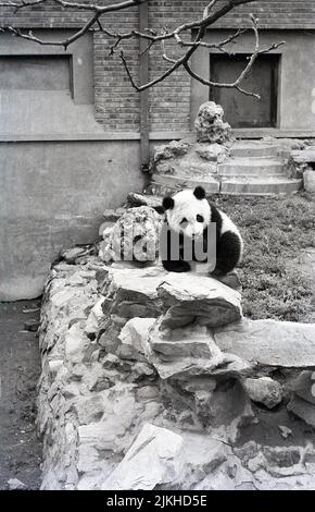 London Zoo in the 1960s. Chi Chi the Giant Panda in captivity in 1966 ...