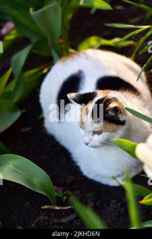 A closeup shot of a cute Calico cat lying in the street looking at ...