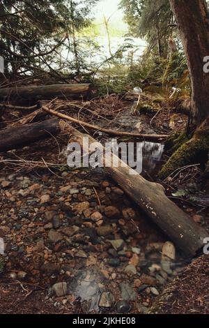 A vertical shot of tree trunks falling on river with trees and plants ...