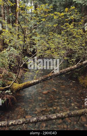 A vertical shot of tree trunks and green grass in a quiet summer forest ...