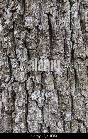 Vertical shot of a wooden tree texture Stock Photo - Alamy