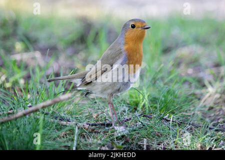 A close-up shot of a European robin perched on a mossy stone fence ...