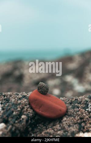A macro shot of a snail on a stone Stock Photo - Alamy
