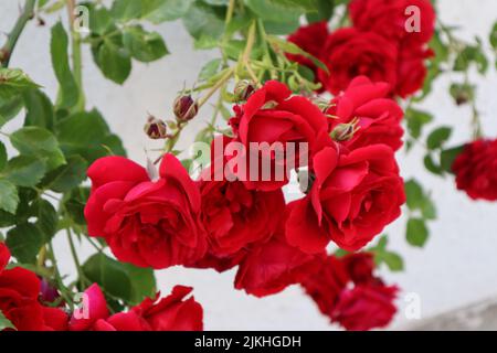 wonderful red roses in a front yard Stock Photo - Alamy