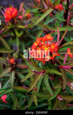 Euphorbia griffithii 'Fireglow', with bright orange flowers and green ...