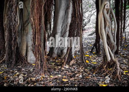 trunk of a ficus rubiginosa tree Stock Photo - Alamy