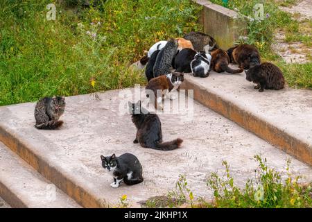 Wild cat in Cala San Vicenc, Mallorca, Balearic Islands, Spain Stock ...