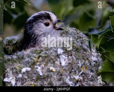 a clsoeup shot of gray bird in his nest Stock Photo - Alamy