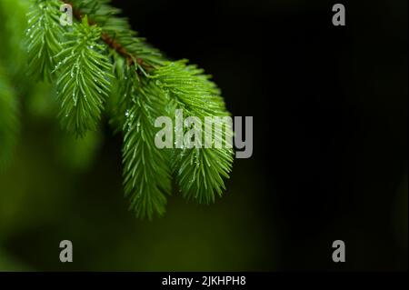 young spruce tips with water drops, France, Grand Est region, Vosges ...