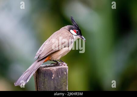 Red whiskered Bulbul Bird on Tree ,Pycnonotus jocosus Stock Photo - Alamy