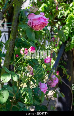 A vertical shot of pink roses in a garden Stock Photo - Alamy