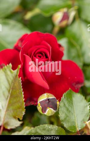 Romantic Rosa Draga 'Bozdragfra'PBR (Frayla Series), Rosa Hallie, close ...