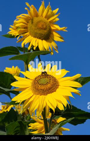 A vertical of isolated sunflowers against a bright blue sky Stock Photo ...