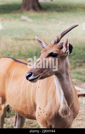 An antelope looking off into the distance Stock Photo - Alamy