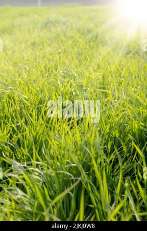 The sun rays falling on growing vegetation in a forest Stock Photo - Alamy