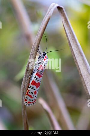 Vertical shot of a moth sitting on a tree covered in moss Stock Photo ...
