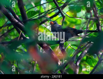 A closeup shot of a Common Blackbird Stock Photo - Alamy
