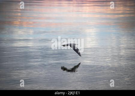 A beautiful shot of a great cormorant in a lake Stock Photo - Alamy