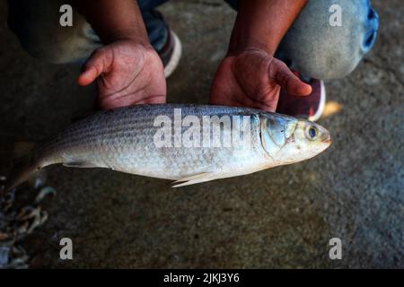 Big mugil mullet fish in hand in nice blur background Stock Photo - Alamy