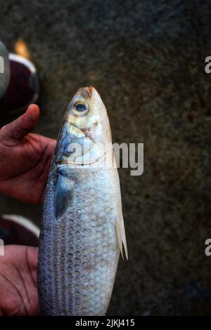 Big mugil mullet fish in hand in nice blur background Stock Photo - Alamy